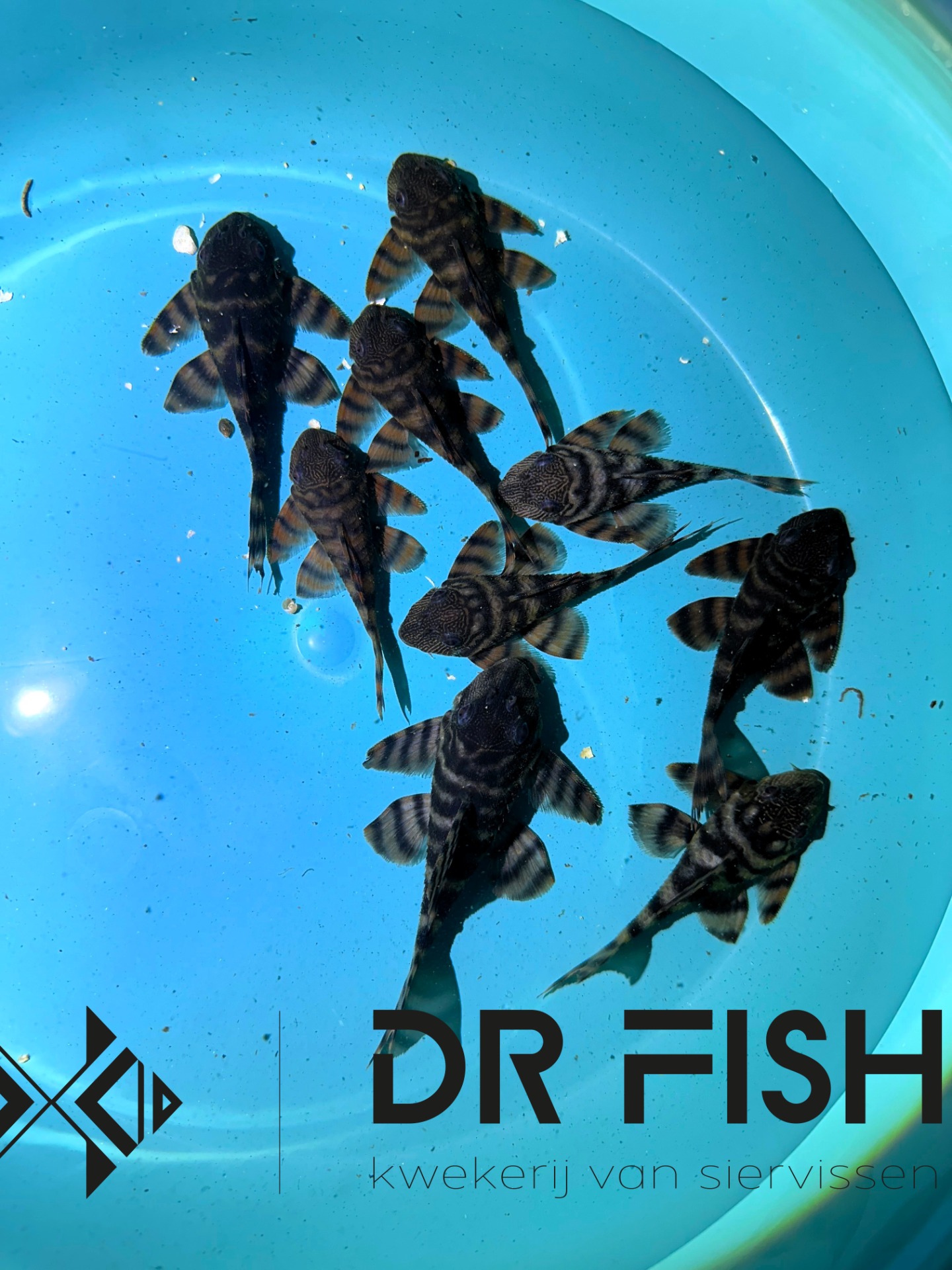 drfish.be